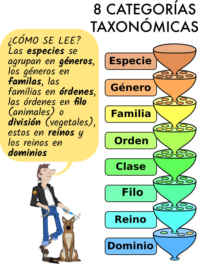 14.3 Clasificación natural actual de los seres vivos